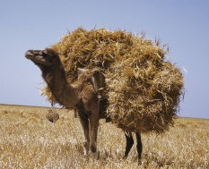 Tweaks and Geeks of the Lower Back – GLC2000